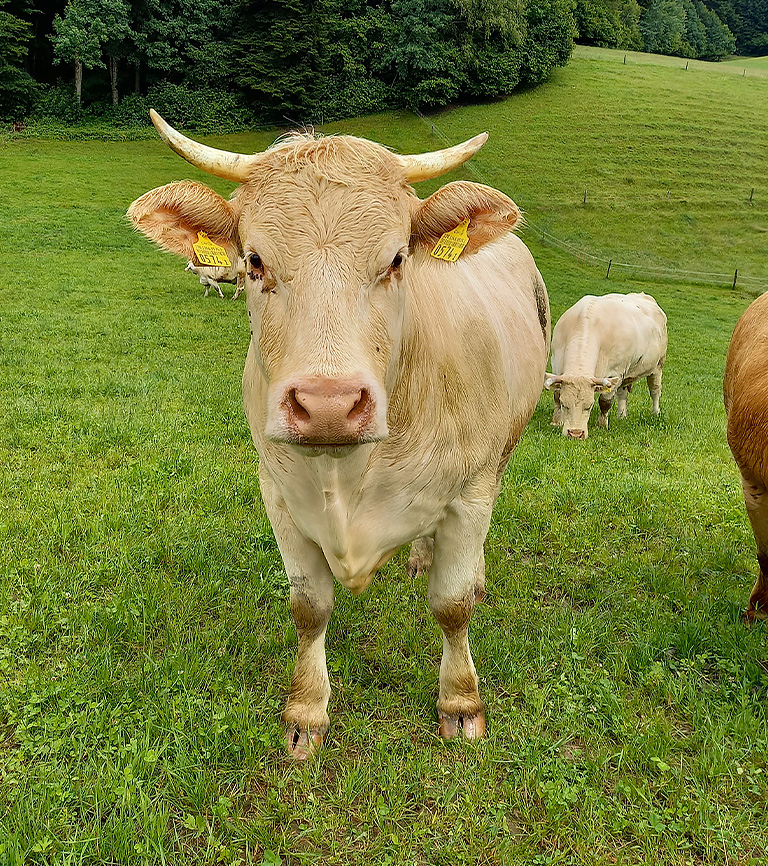 Kuh-Patenschaft übernehmen – Lebenshof KuhErde