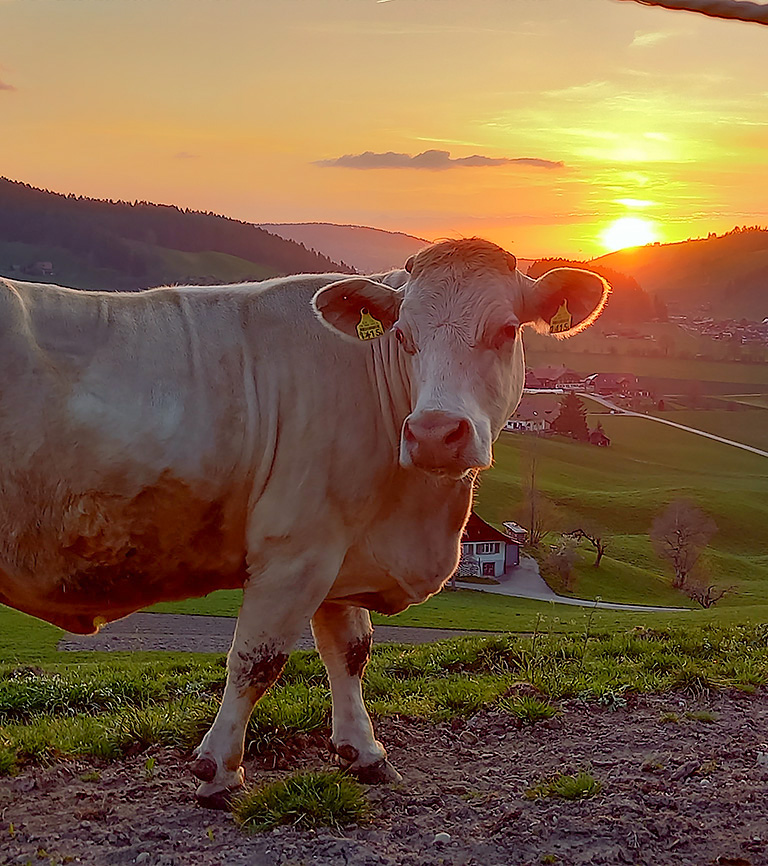 Kuh-Patenschaft übernehmen – Lebenshof KuhErde